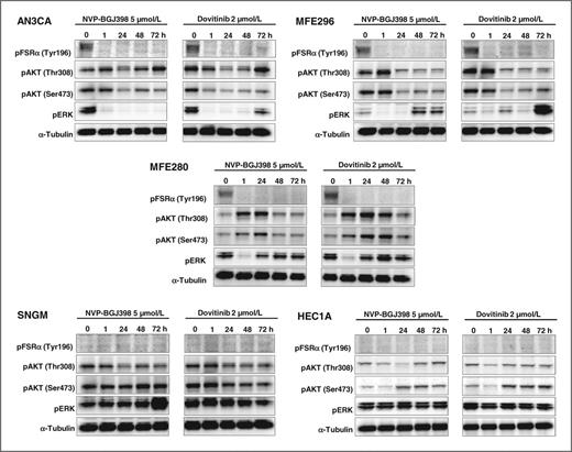 Activity of the Fibroblast Growth Factor Receptor Inhibitors Dovitinib ...