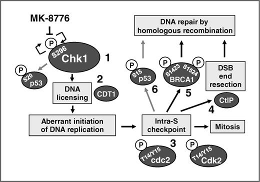 The Novel Chk1 Inhibitor MK-8776 Sensitizes Human Leukemia Cells to ...