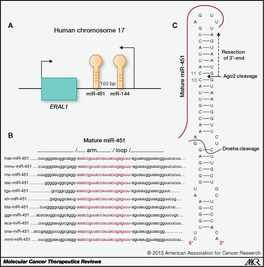 The Potential Role of miR-451 in Cancer Diagnosis, Prognosis, and Therapy | Molecular Cancer ...