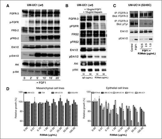 Fibroblast Growth Factor Receptor 3 Is a Rational Therapeutic Target in ...