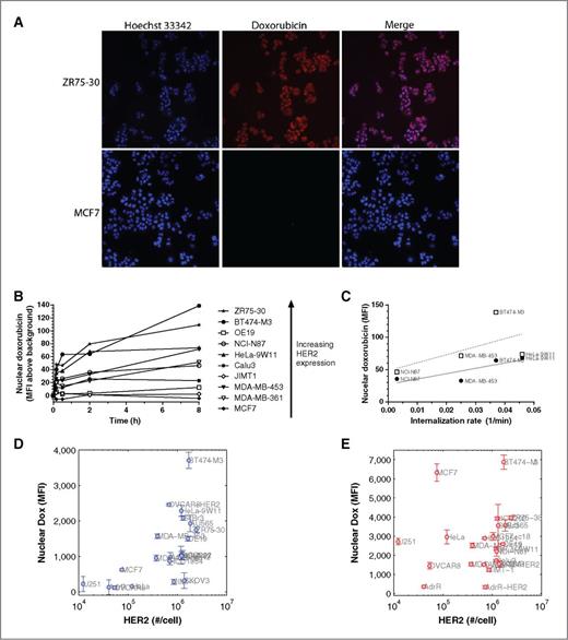 Impact of Tumor HER2/ERBB2 Expression Level on HER2-Targeted Liposomal ...