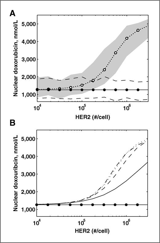 Impact of Tumor HER2/ERBB2 Expression Level on HER2-Targeted Liposomal ...