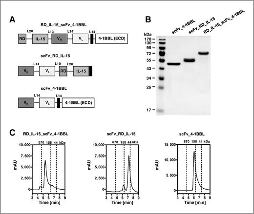 Combining Antibody-Directed Presentation of IL-15 and 4-1BBL in a ...
