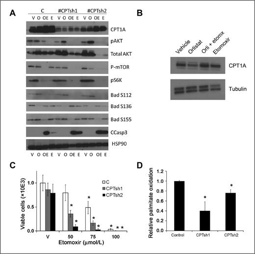Lipid Catabolism via CPT1 as a Therapeutic Target for Prostate Cancer ...