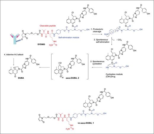 Preclinical Profile of the HER2-Targeting ADC SYD983/SYD985 ...