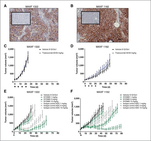 Preclinical Profile of the HER2-Targeting ADC SYD983/SYD985 ...