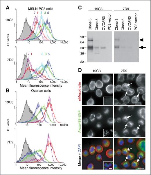 An Antimesothelin-Monomethyl Auristatin E Conjugate with Potent ...