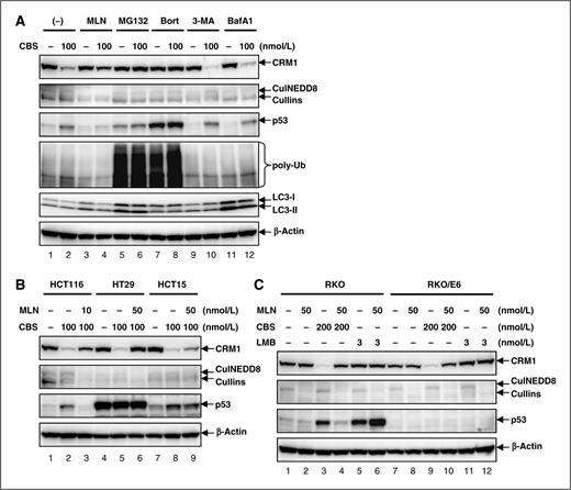 CBS9106-Induced CRM1 Degradation Is Mediated by Cullin Ring Ligase ...