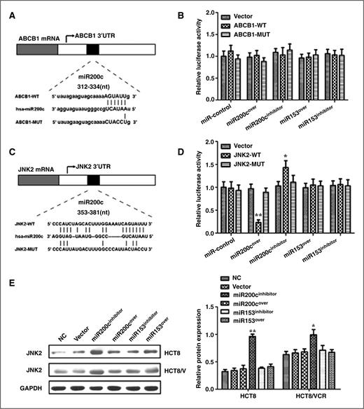 miR200c Attenuates P-gp–Mediated MDR and Metastasis by Targeting JNK2/c ...