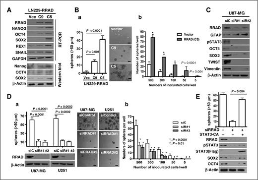 RRAD Promotes EGFR-Mediated STAT3 Activation and Induces Temozolomide ...