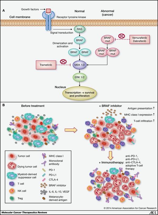 Effects of BRAF Mutations and BRAF Inhibition on Immune Responses to ...