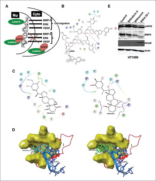 Withanone-Rich Combination of Ashwagandha Withanolides Restricts ...