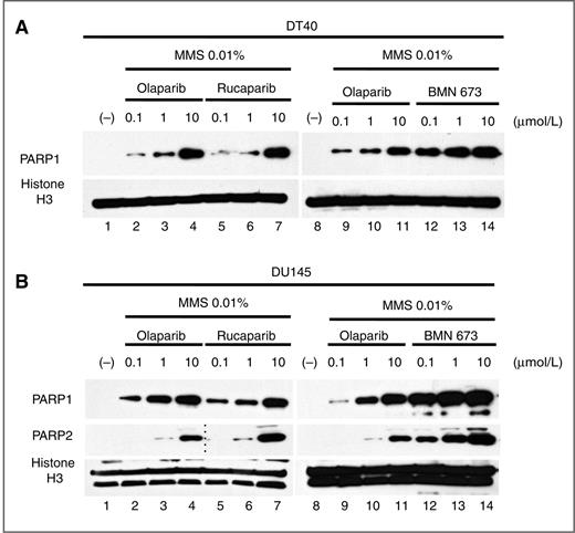 Stereospecific PARP Trapping by BMN 673 and Comparison with Olaparib ...