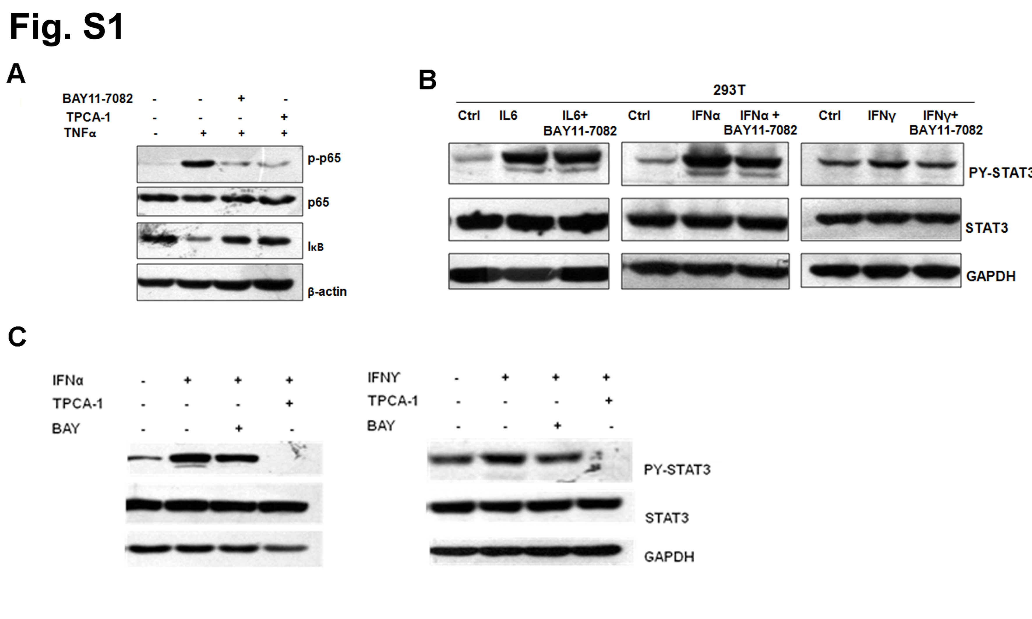 TPCA-1 Is a Direct Dual Inhibitor of STAT3 and NF-κB and Regresses ...