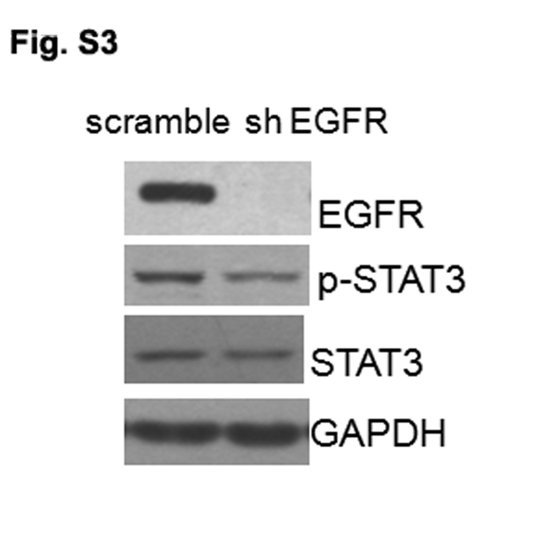 TPCA-1 Is a Direct Dual Inhibitor of STAT3 and NF-κB and Regresses ...