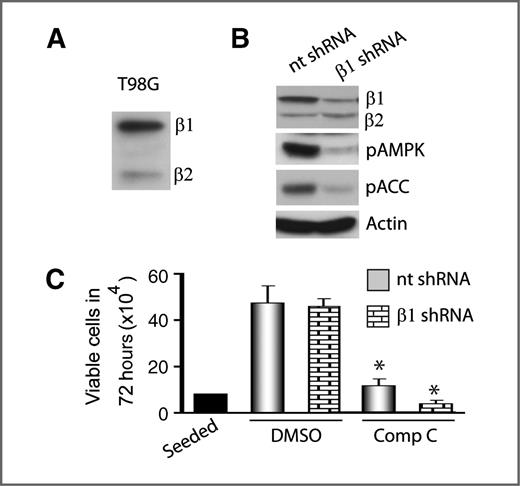 The AMPK Inhibitor Compound C Is a Potent AMPK-Independent Antiglioma ...