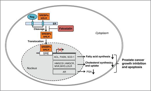 Fatostatin Displays High Antitumor Activity in Prostate Cancer by ...