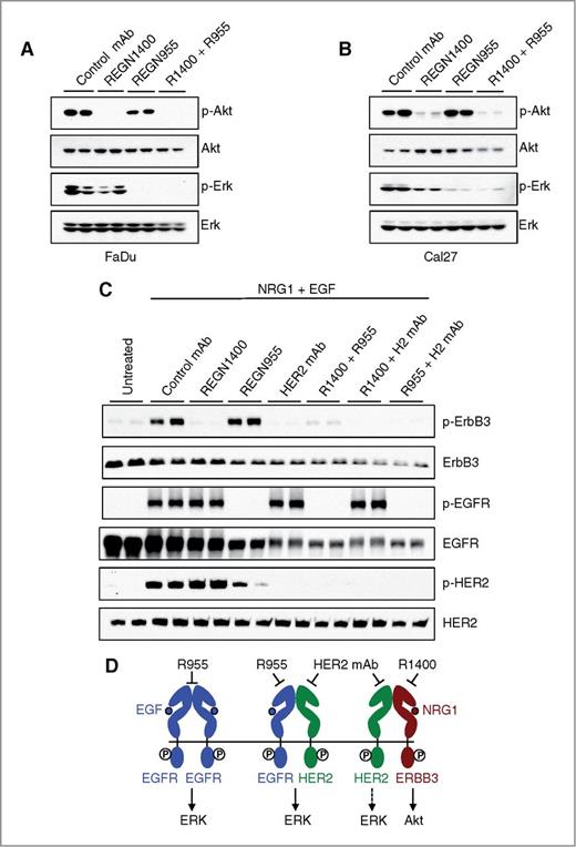 ERBB3/HER2 Signaling Promotes Resistance to EGFR Blockade in Head and ...