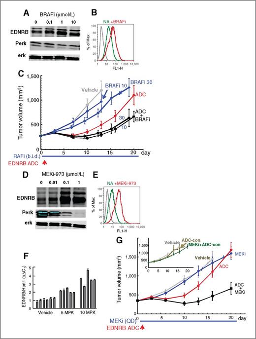 MAPK Pathway Inhibition Enhances the Efficacy of an Anti-Endothelin B ...