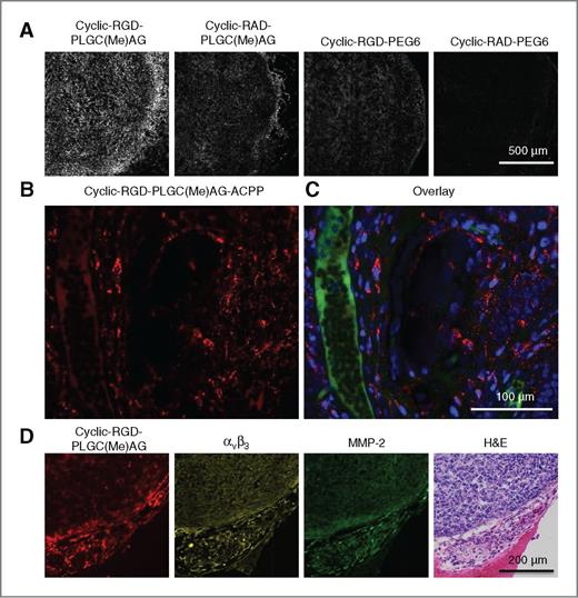 Dual Targeting of Integrin αvβ3 and Matrix Metalloproteinase-2 for ...