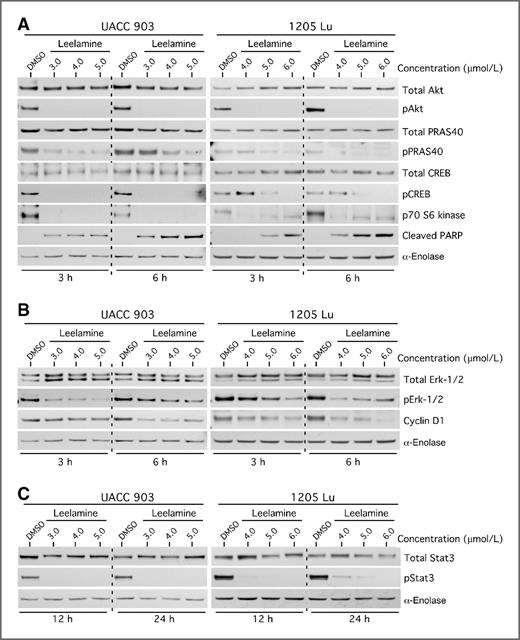 Targeting Multiple Key Signaling Pathways in Melanoma Using Leelamine ...
