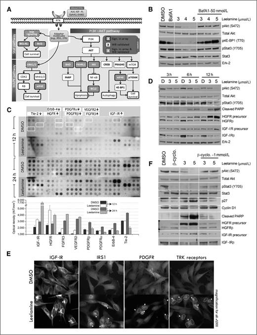 Leelamine Mediates Cancer Cell Death through Inhibition of ...