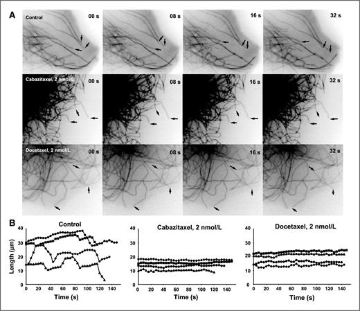 Antiproliferative Mechanism of Action of the Novel Taxane Cabazitaxel ...