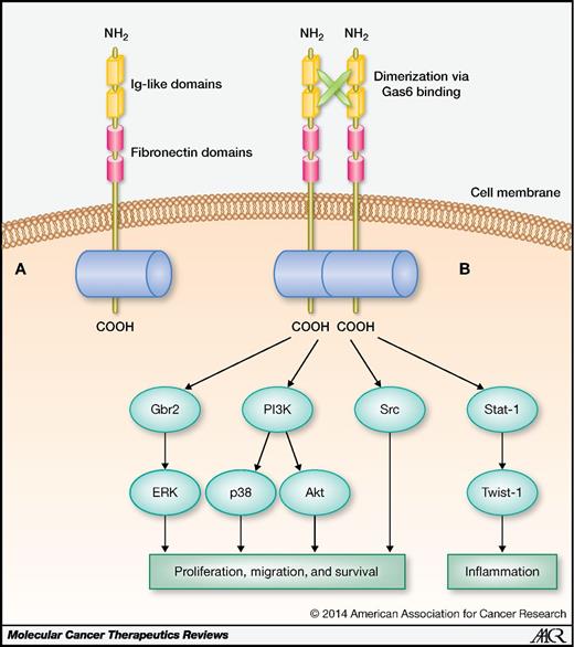 Axl Kinase as a Key Target for Oncology: Focus on Small Molecule ...