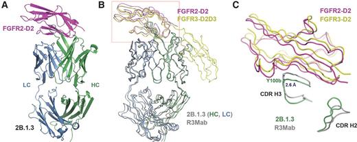 Redesigning a Monospecific Anti-FGFR3 Antibody to Add Selectivity for ...