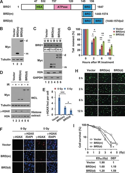 Targeting BRG1 Chromatin Remodeler via Its Bromodomain for Enhanced ...