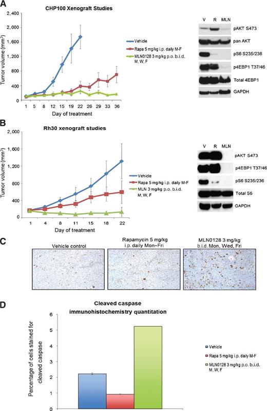 MLN0128, an ATP-Competitive mTOR Kinase Inhibitor with Potent In Vitro ...