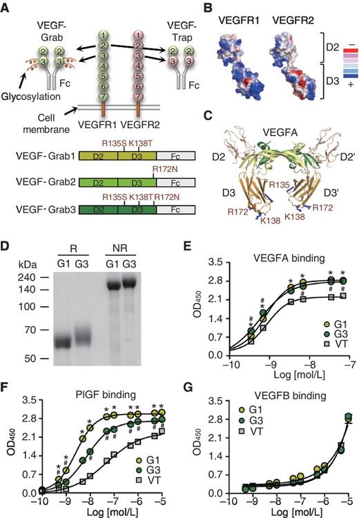 Novel Glycosylated VEGF Decoy Receptor Fusion Protein, VEGF-Grab ...
