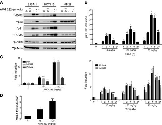 The MDM2 Inhibitor AMG 232 Demonstrates Robust Antitumor Efficacy and ...