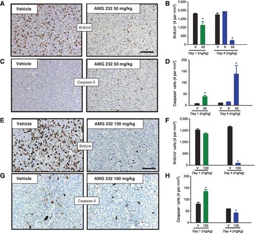 The MDM2 Inhibitor AMG 232 Demonstrates Robust Antitumor Efficacy and ...