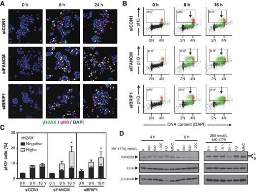 Functional Genetic Screen Identifies Increased Sensitivity to WEE1 ...