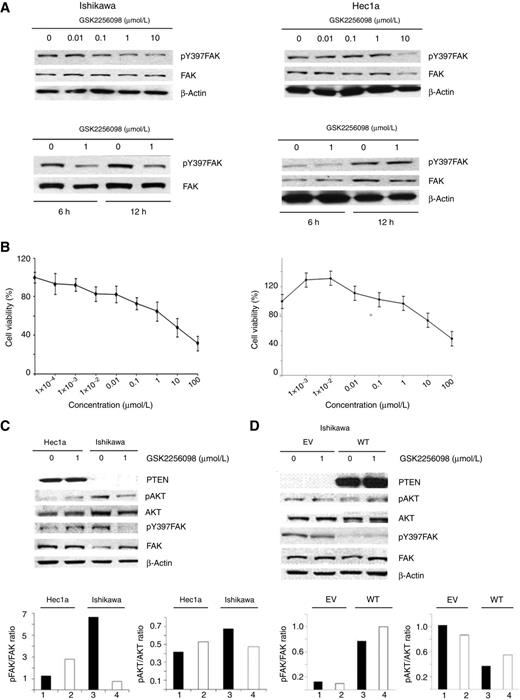 PTEN Expression as a Predictor of Response to Focal Adhesion Kinase ...