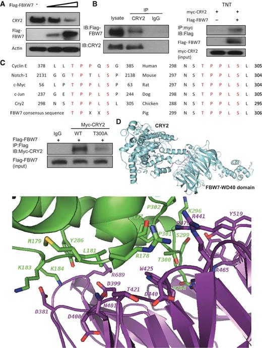Circadian Clock Gene CRY2 Degradation Is Involved in Chemoresistance of ...