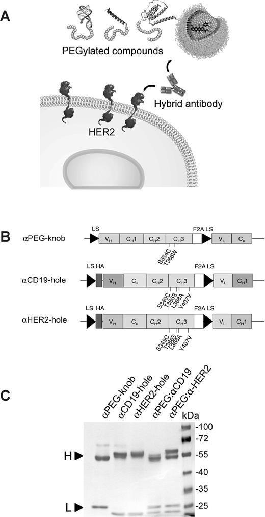 Selective Delivery of PEGylated Compounds to Tumor Cells by Anti-PEG ...
