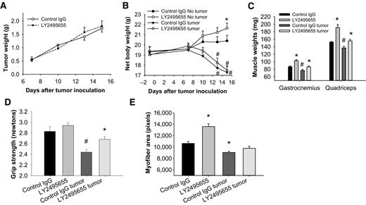 Myostatin Neutralization Results in Preservation of Muscle Mass and ...