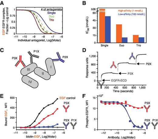 Enhanced Targeting of the EGFR Network with MM-151, an Oligoclonal Anti ...