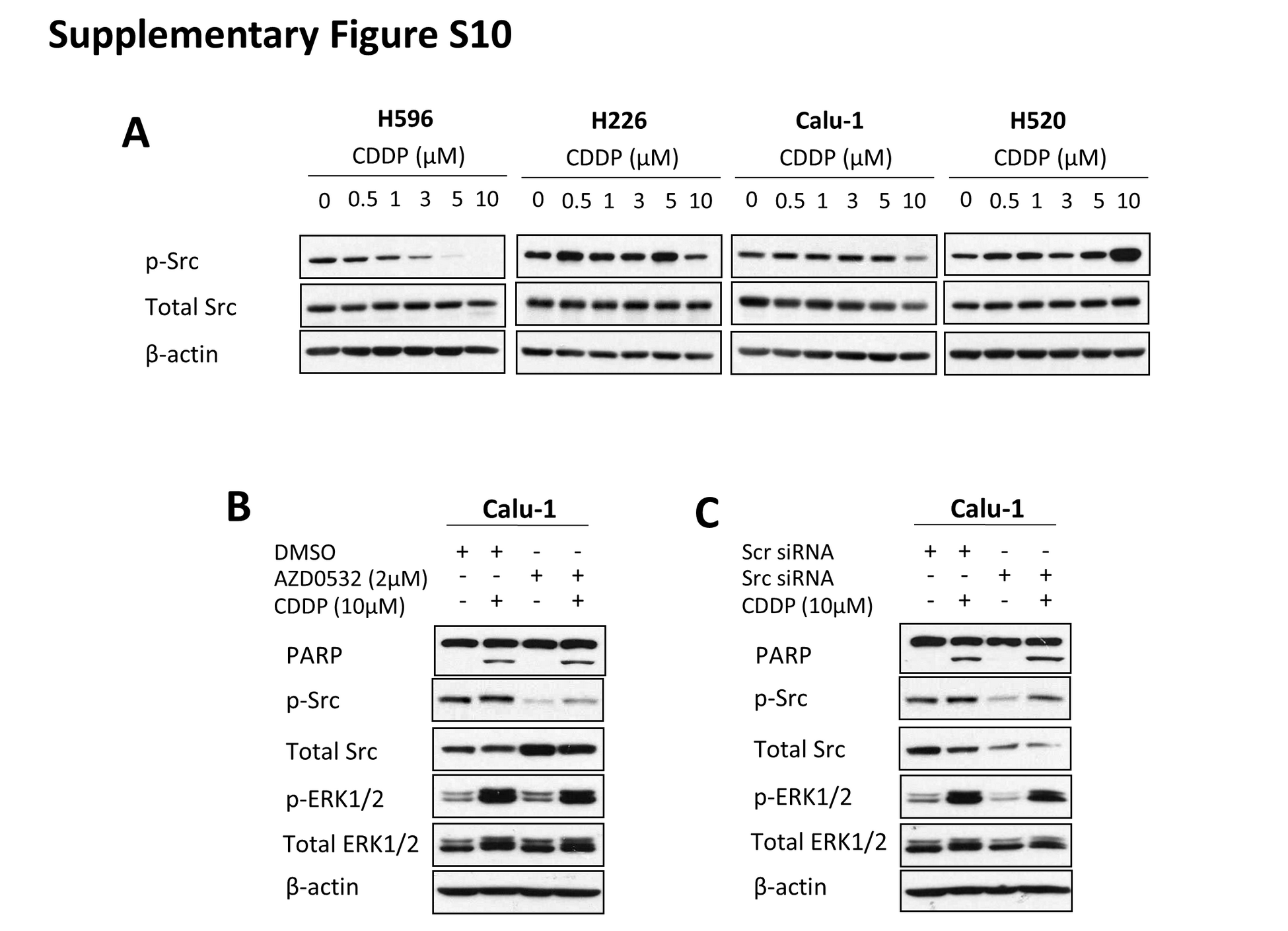 MEK Inhibition Overcomes Cisplatin Resistance Conferred by SOS/MAPK ...
