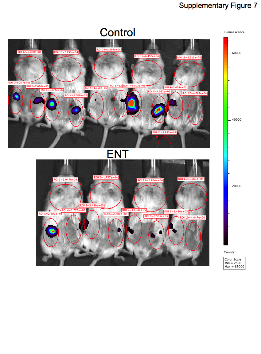 Histone Deacetylase Inhibitor Entinostat Inhibits Tumor-Initiating ...
