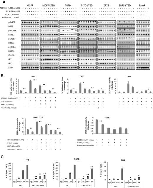 AKT Antagonist AZD5363 Influences Estrogen Receptor Function in ...