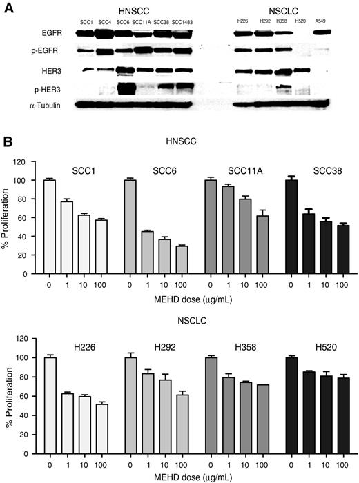 Antitumor Effects of MEHD7945A, a Dual-Specific Antibody against EGFR ...