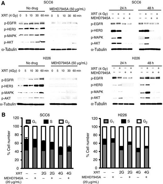 Antitumor Effects of MEHD7945A, a Dual-Specific Antibody against EGFR ...