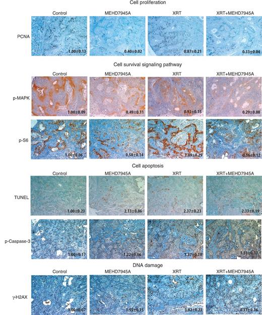 Antitumor Effects of MEHD7945A, a Dual-Specific Antibody against EGFR ...