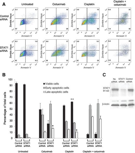 STAT1 Activation Is Enhanced by Cisplatin and Variably Affected by EGFR ...