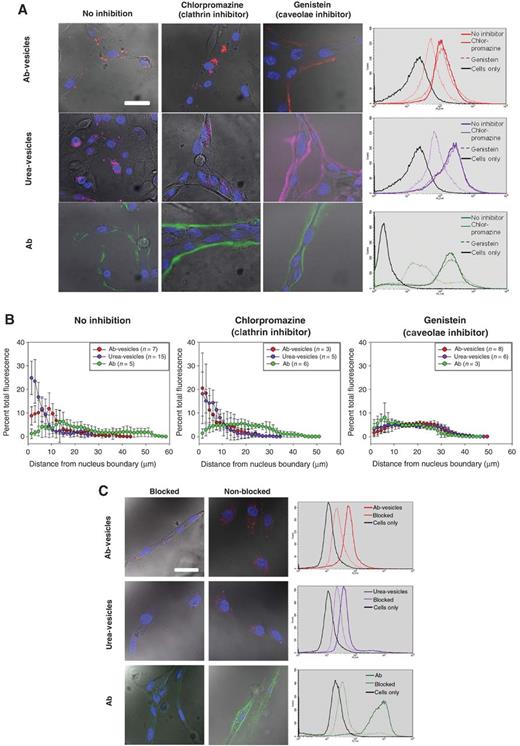 Nanoconjugation of PSMA-Targeting Ligands Enhances Perinuclear ...