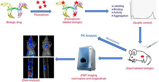 Biodistribution and Targeting of Anti-5T4 Antibody–Drug Conjugate Using ...