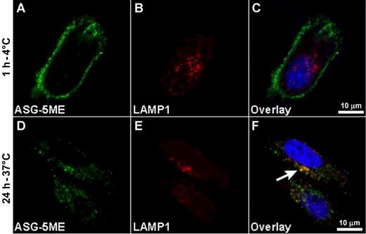 The Discovery and Preclinical Development of ASG-5ME, an Antibody–Drug ...